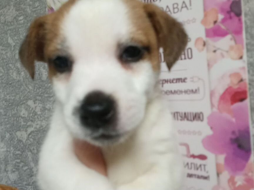 Щенки джек Рассел терьер гладкошерстный