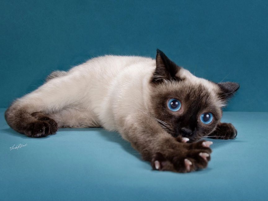 Котенок породы Тойбоб