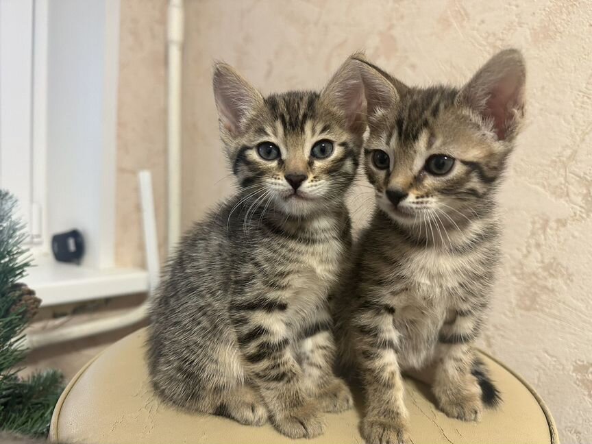 Котята метисы-бенгалы в добрые руки