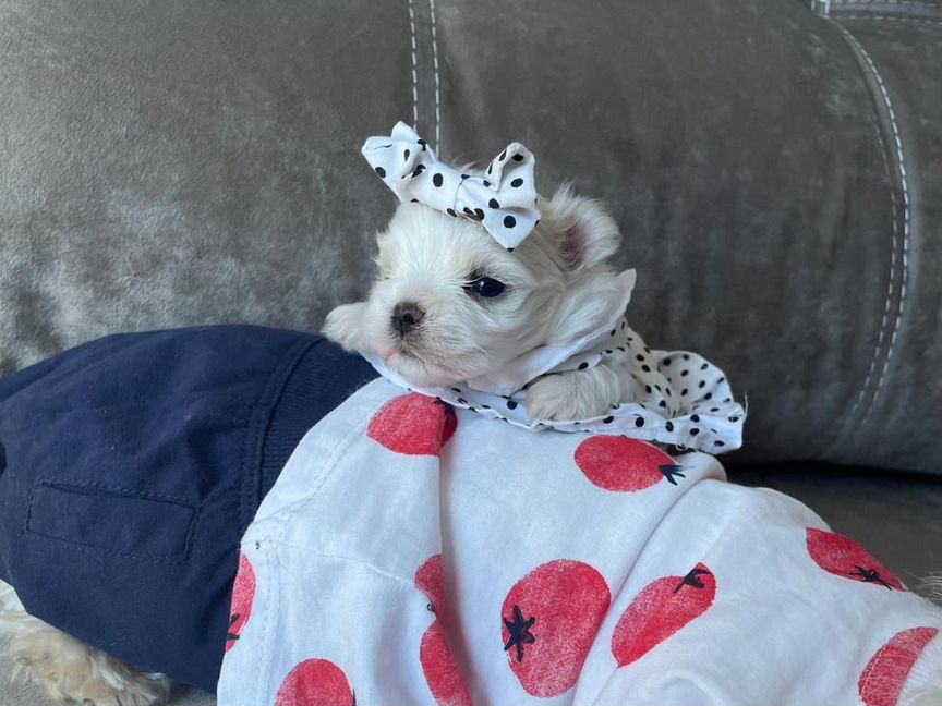 Микро мальтипу девочка (резерв)