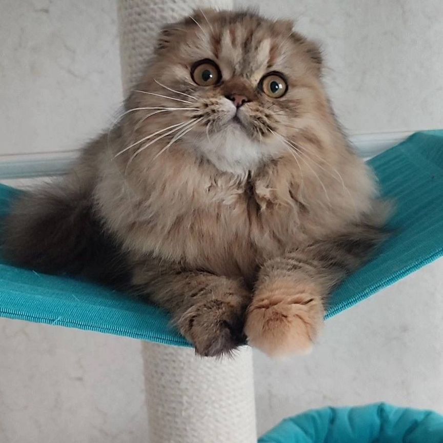 Шотландская вислоухая кошечка, 5 мес