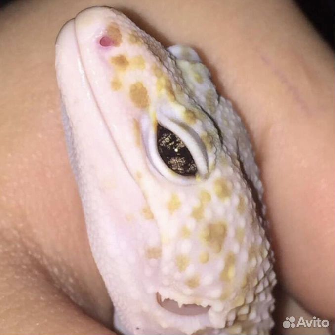 Эублефар самка 2 года dreamsikle marble eyes