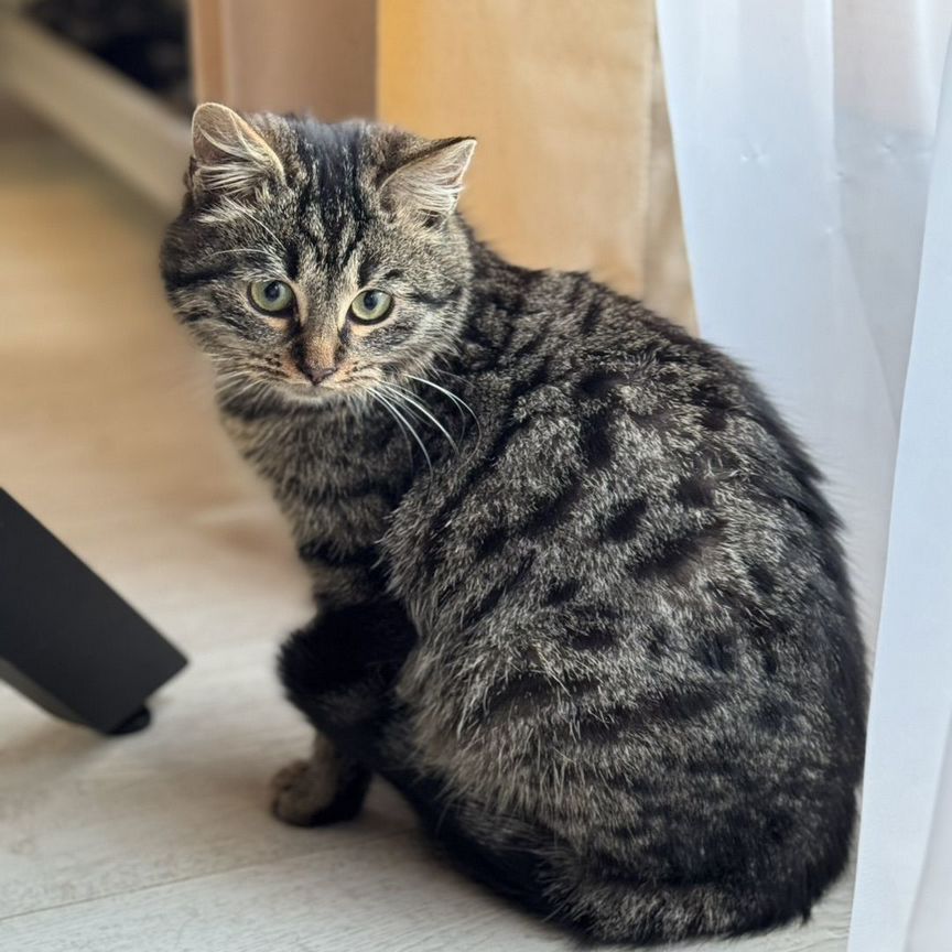 Котенок