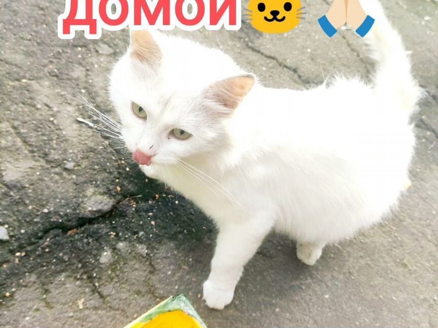 Спасите белого кота