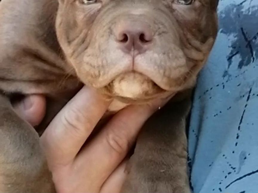 Американский булли шоколадный мачо