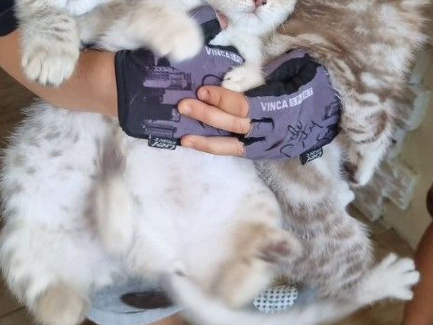 Шотланская кошка