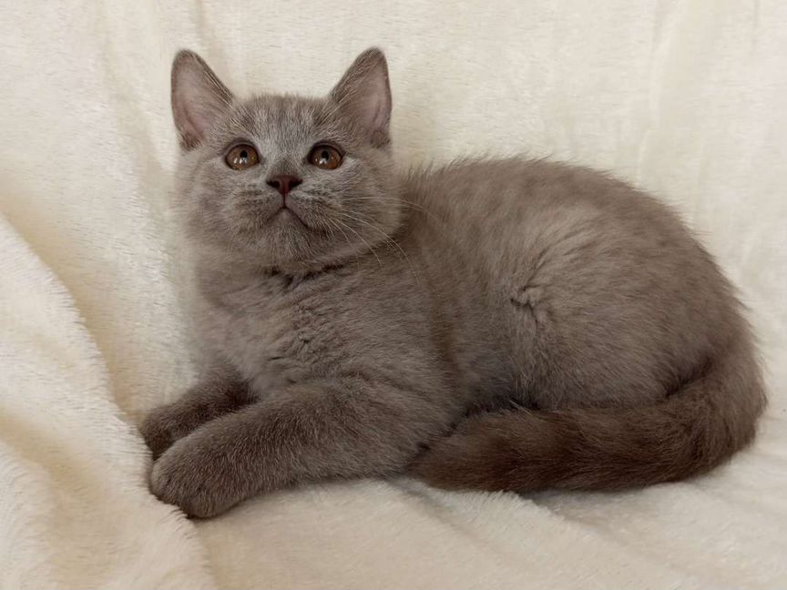 Прямоухая девочка, лилового окраса