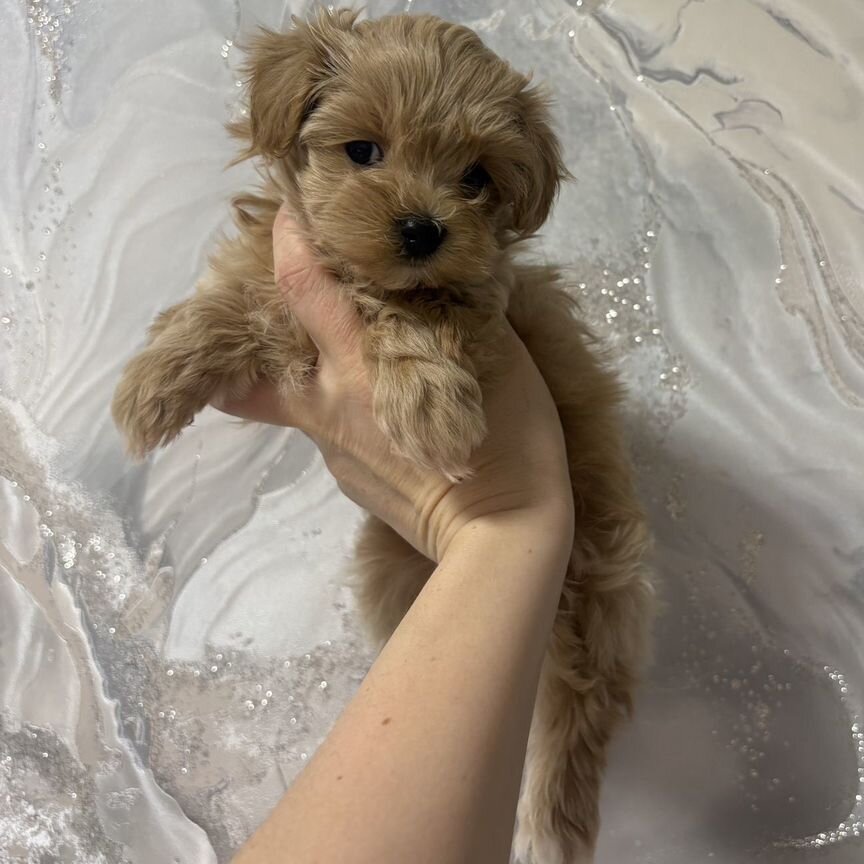 Мальтийская болонка, щенок