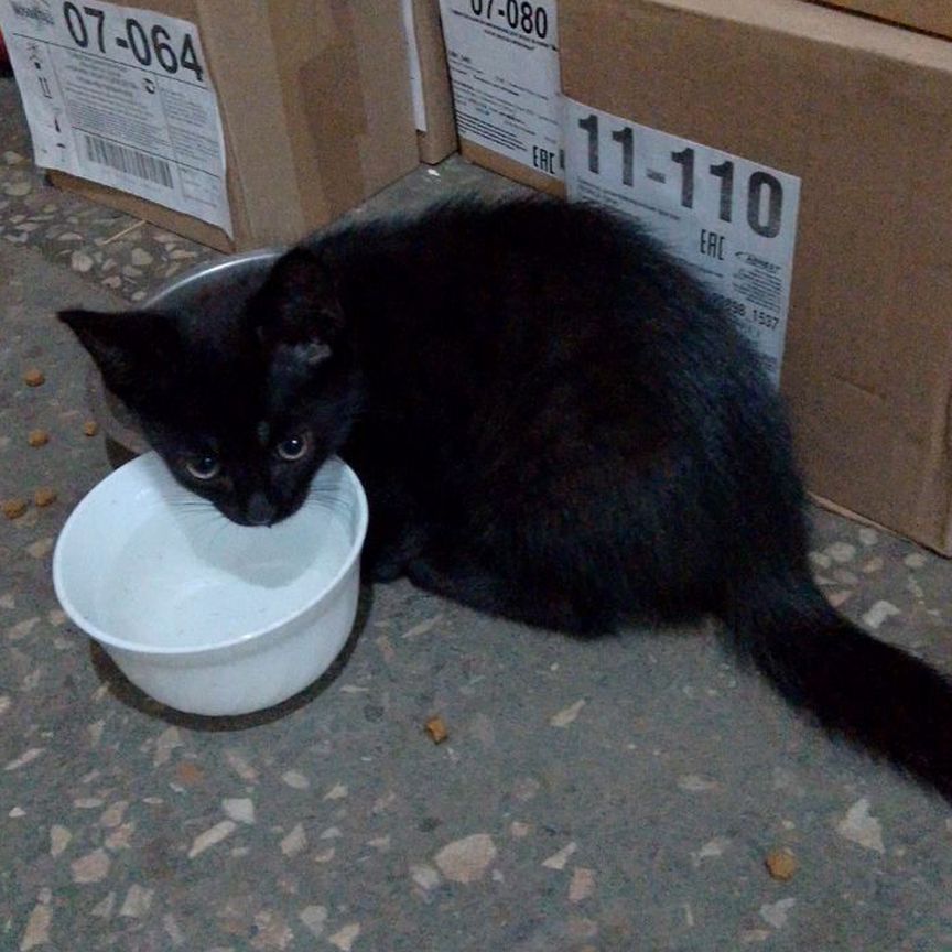 Маленький котик из зоны сво