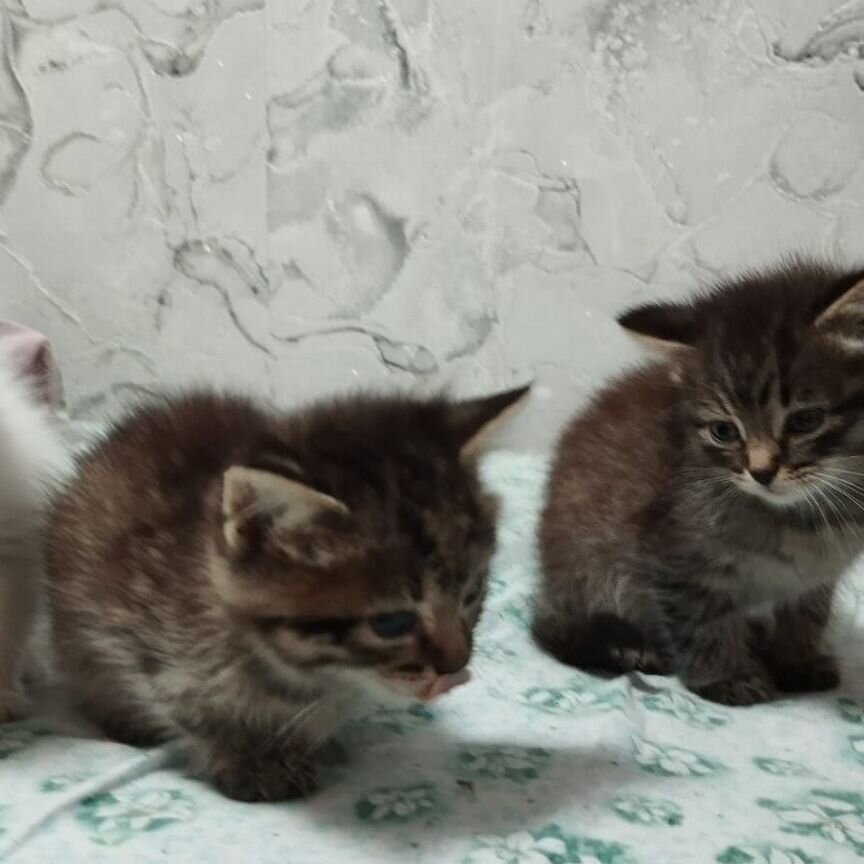 Отдам бесплатно котят девочек в добрые руки