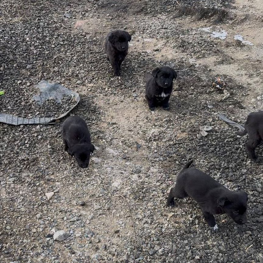 Щенки в беде. Замерзают