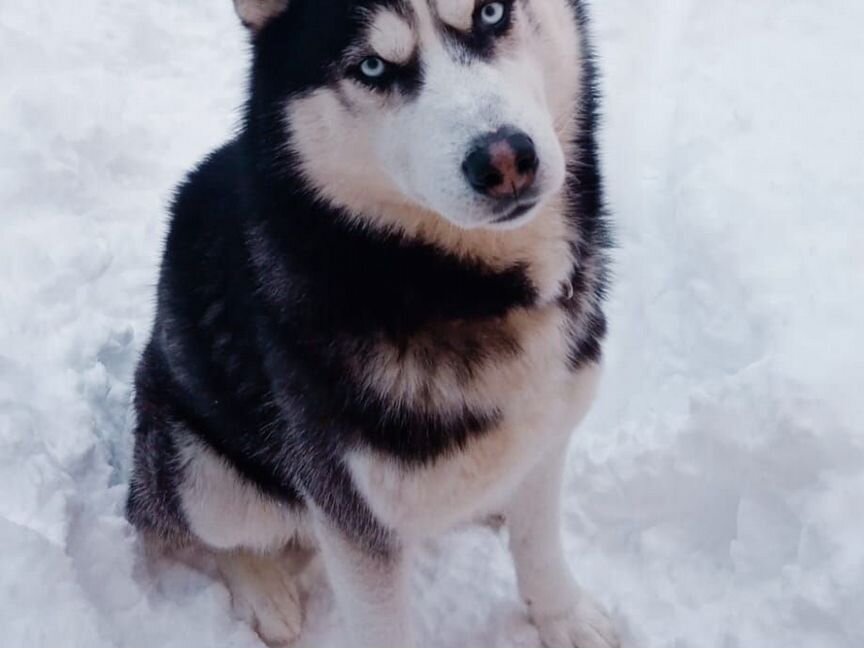 Сибирский хаски
