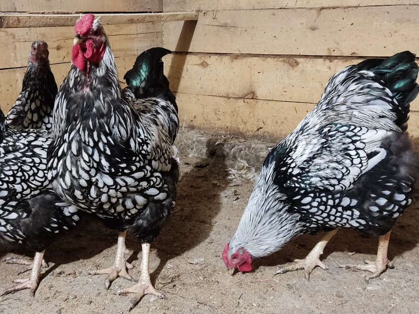 Виандот цыплята от 1.5 до 4 месяцев