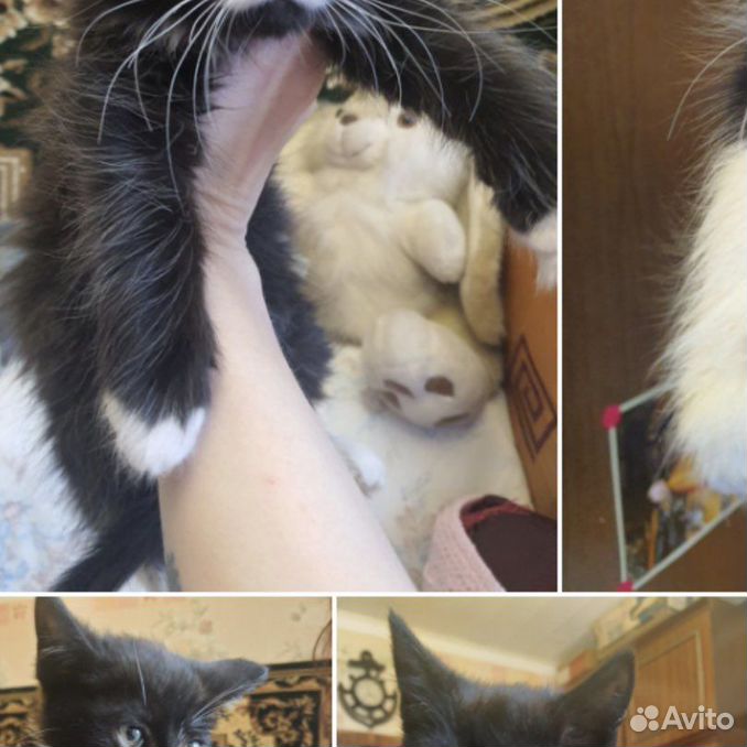 5 пушистых котят в дар бесплатно в добрые руки