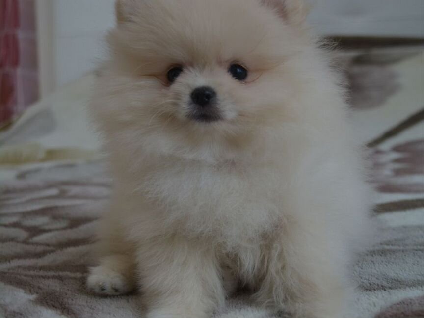 Померанский шпиц мини щенок