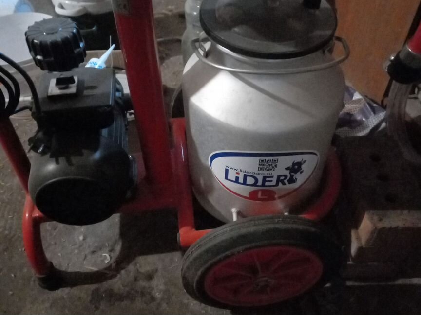 Корова и доильный аппарат