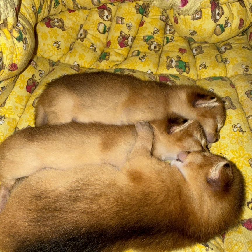 Абиссинский котёнок
