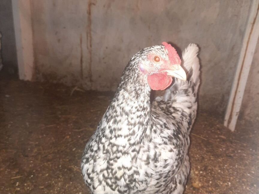 Куры петухи