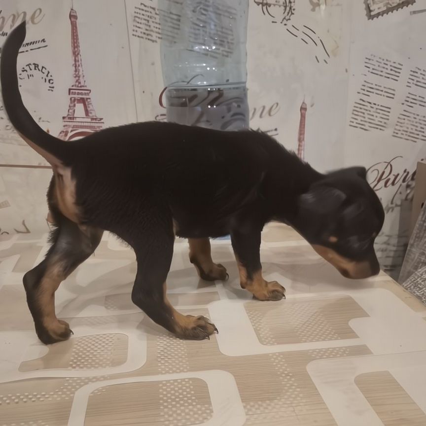 Русский той-терьер, щенок