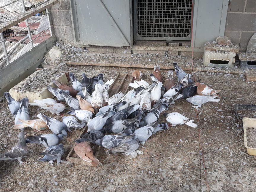 Продажа голубей