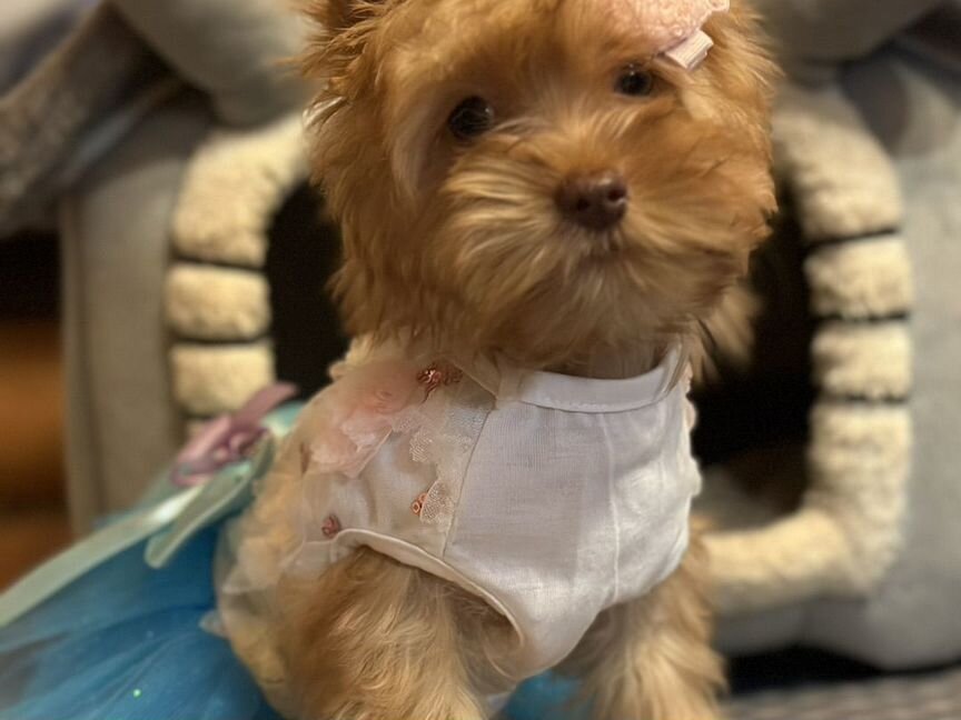 Золотая девочка йорк