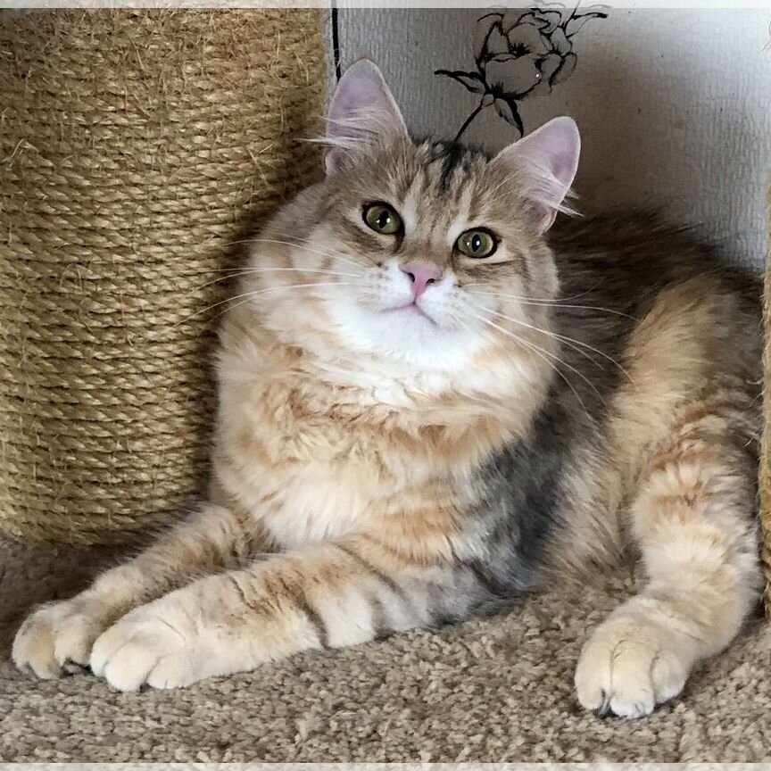 Сибирский котёнок