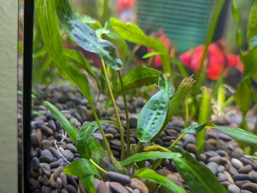 Криптокорина бласса и анубиас гигант