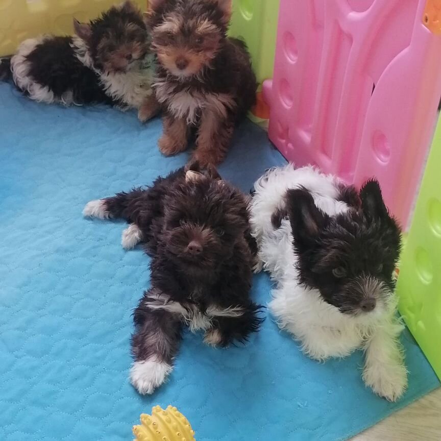Щенки цветного йорка