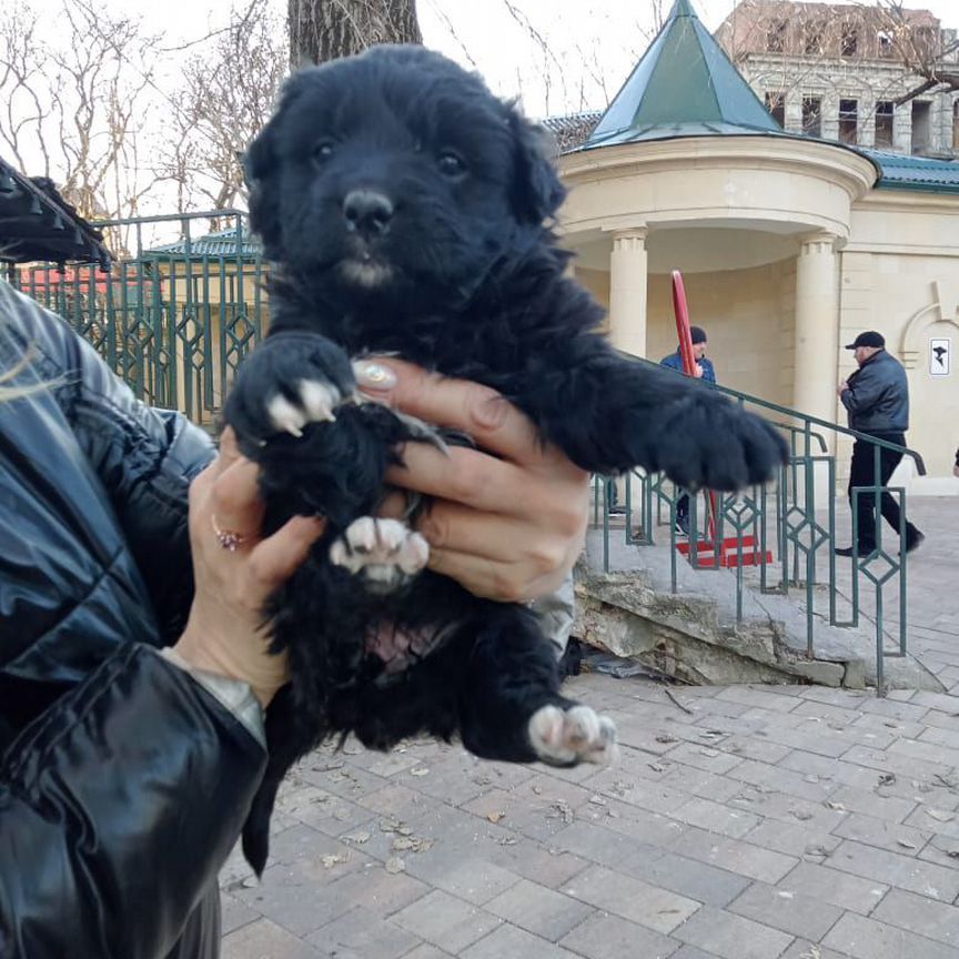 Малыши в поисках дома