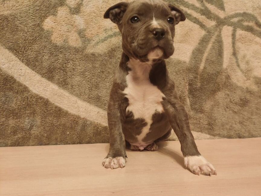 Щенки кане корсо доставка