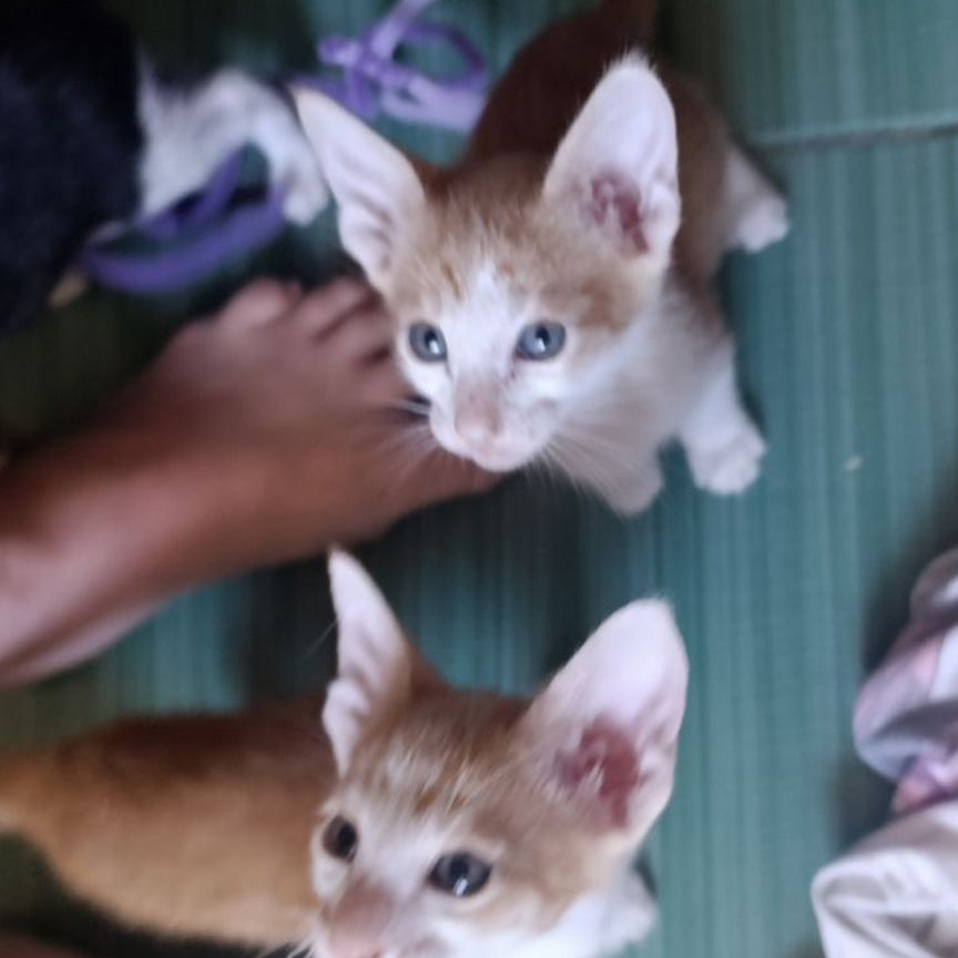 Ориентальный котёнок