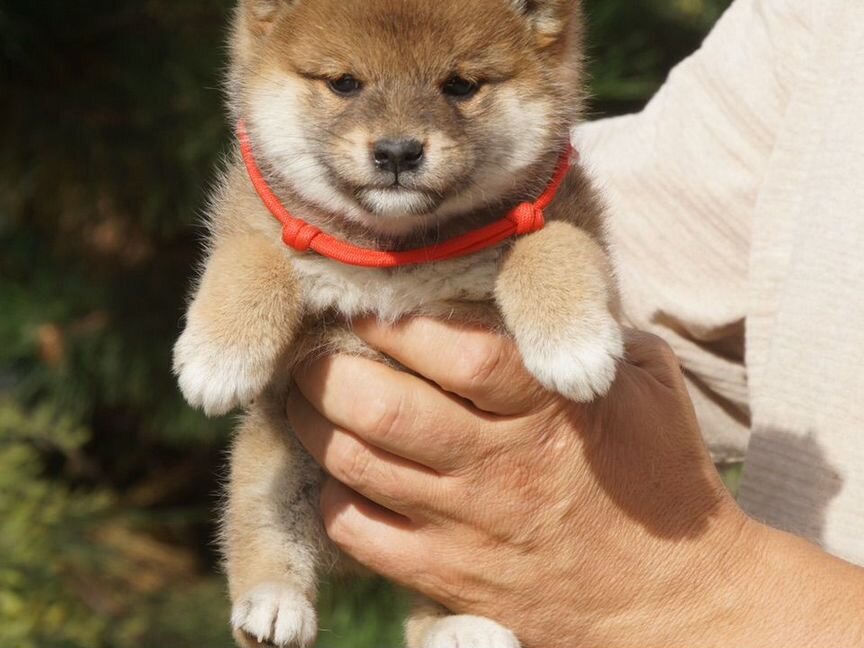 Сиба ину высокопородная девочка