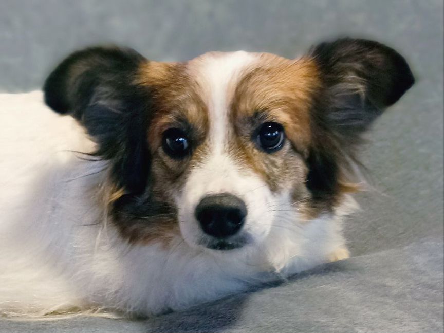 Присутствует помесь папийона