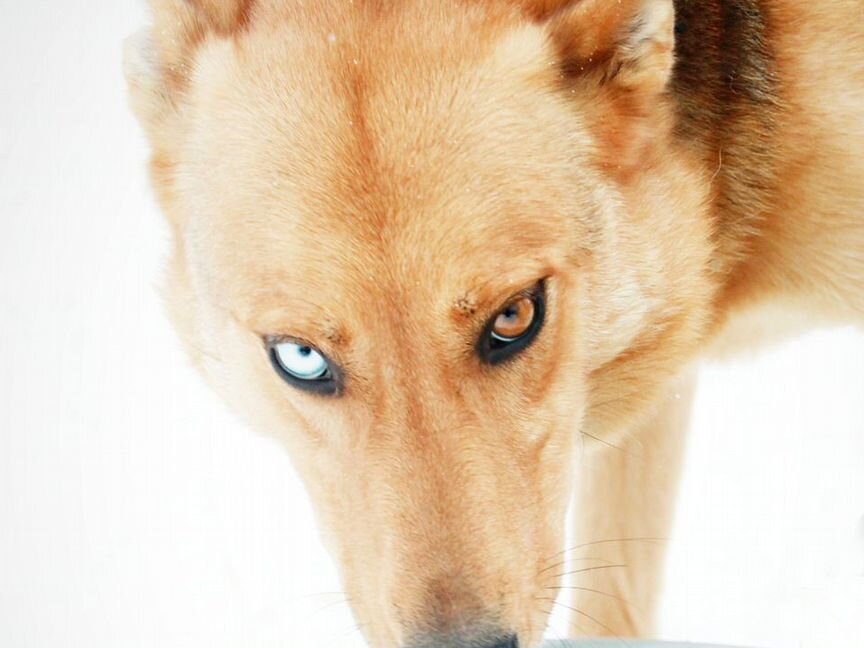 Две рыжие собаки разноглазая и пушистая