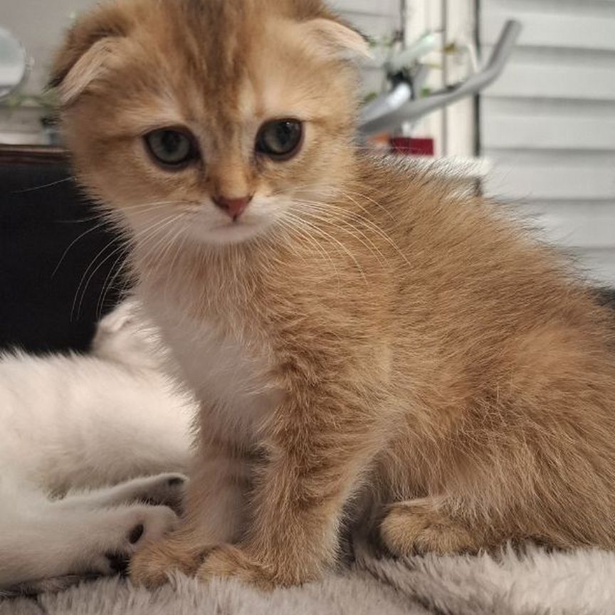 Британские вислоухие котята