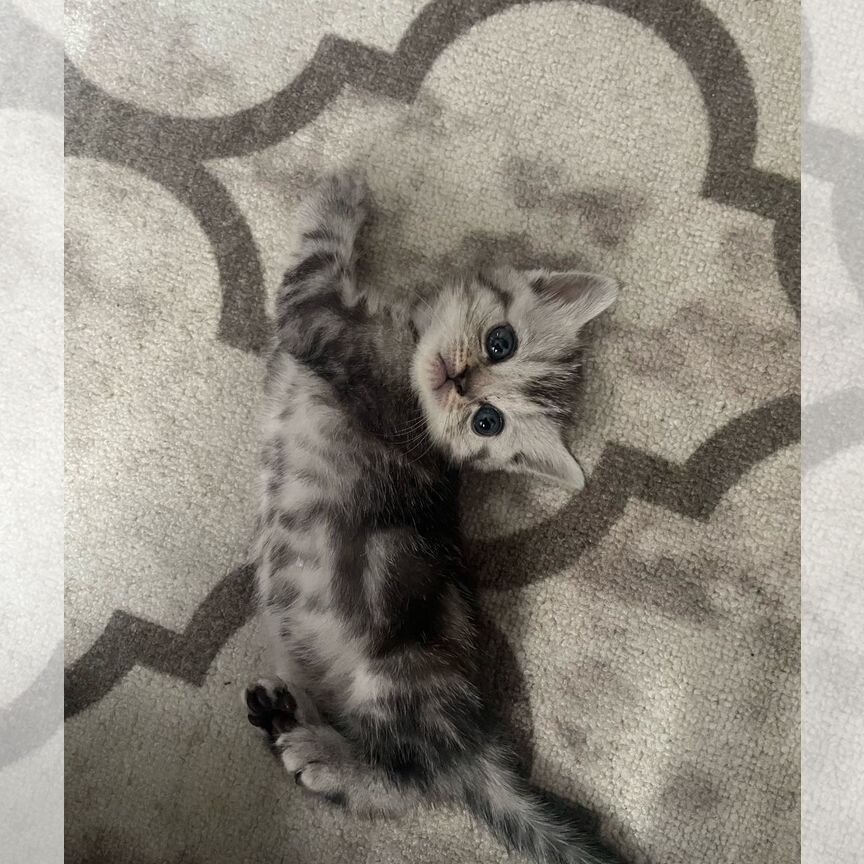 Шотландский прямоухий длинношёрстный котёнок