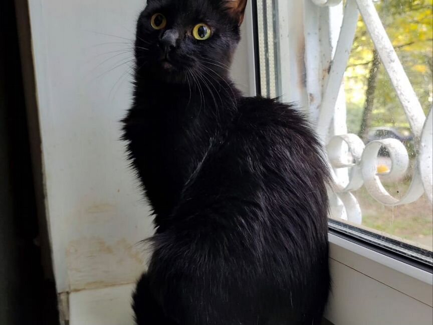 Кошка в дар