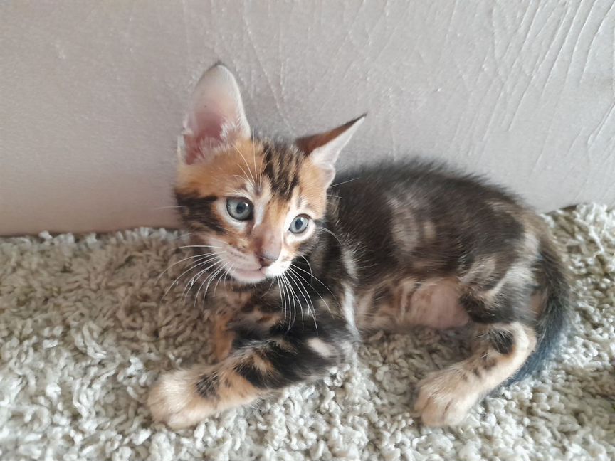Бенгальские котята
