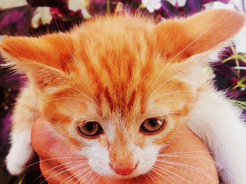 Котёнок. Котёночек. Котейка