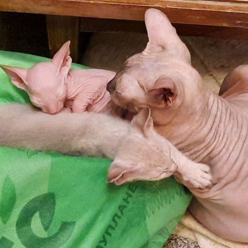 Канадский сфинкс