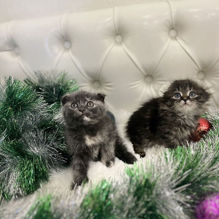 Шотландские вислоушки