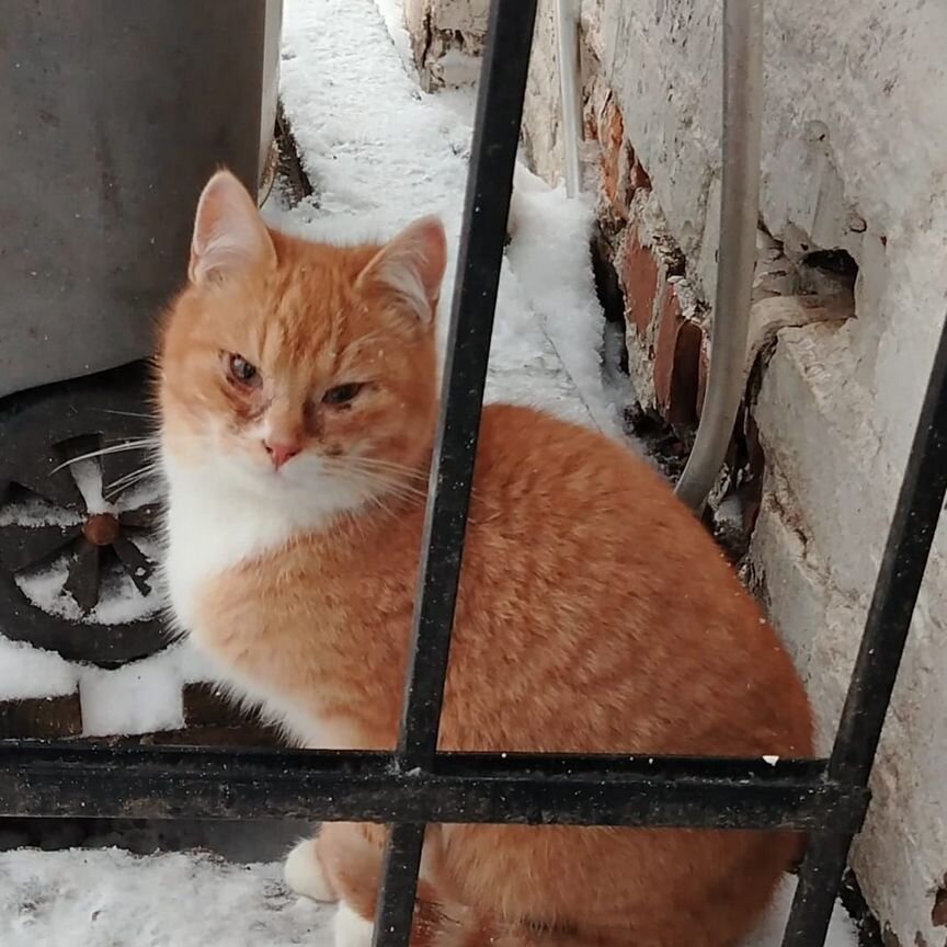 Рыжик в добрые руки