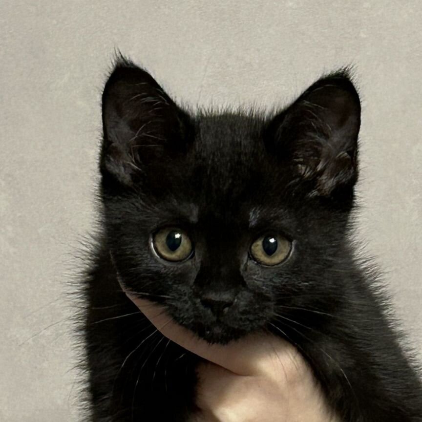 Шотланский котенок