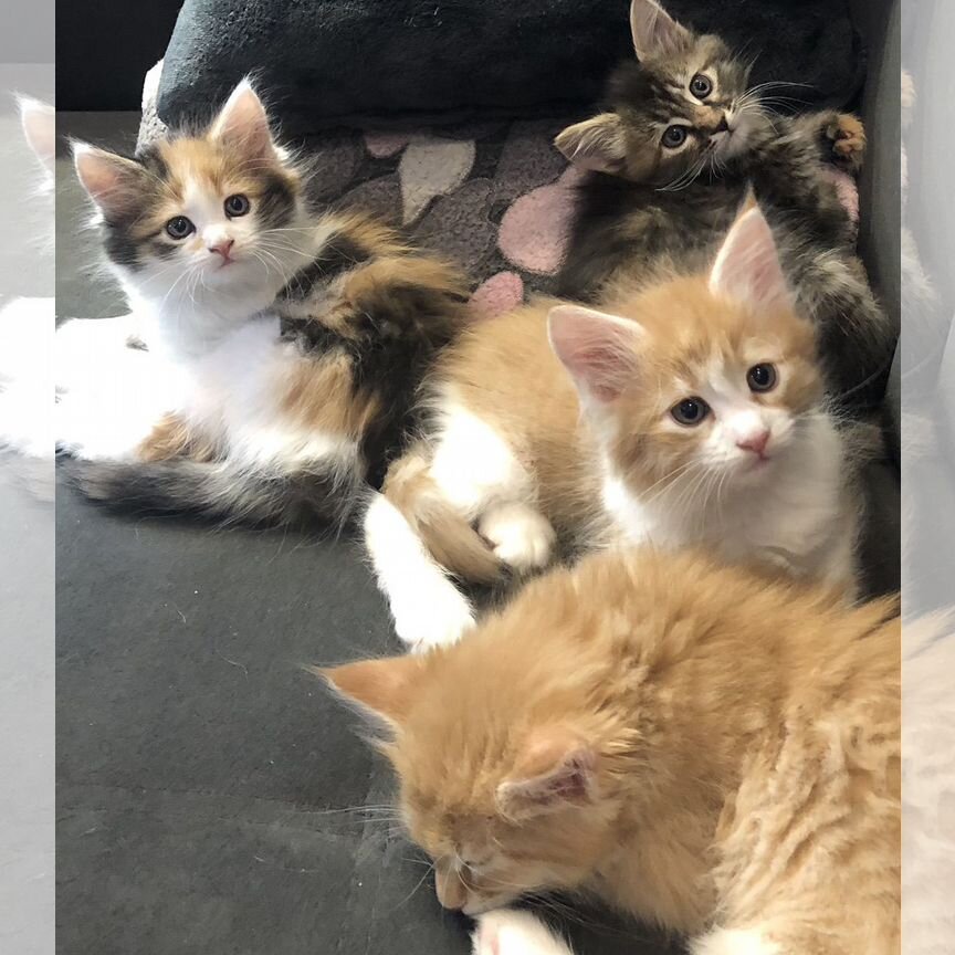 Котёнок от частного владельца