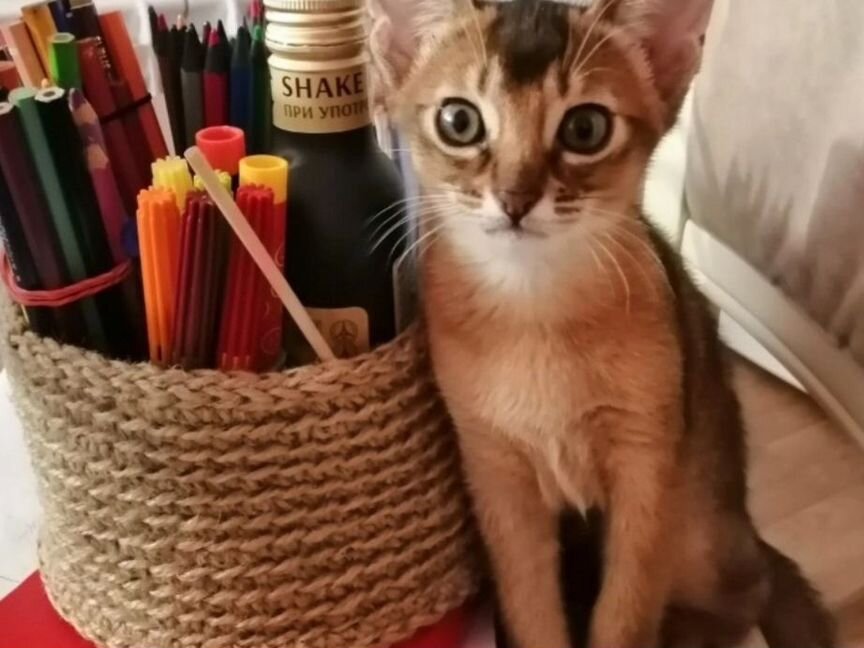 Абиссинские котята дикий окрас