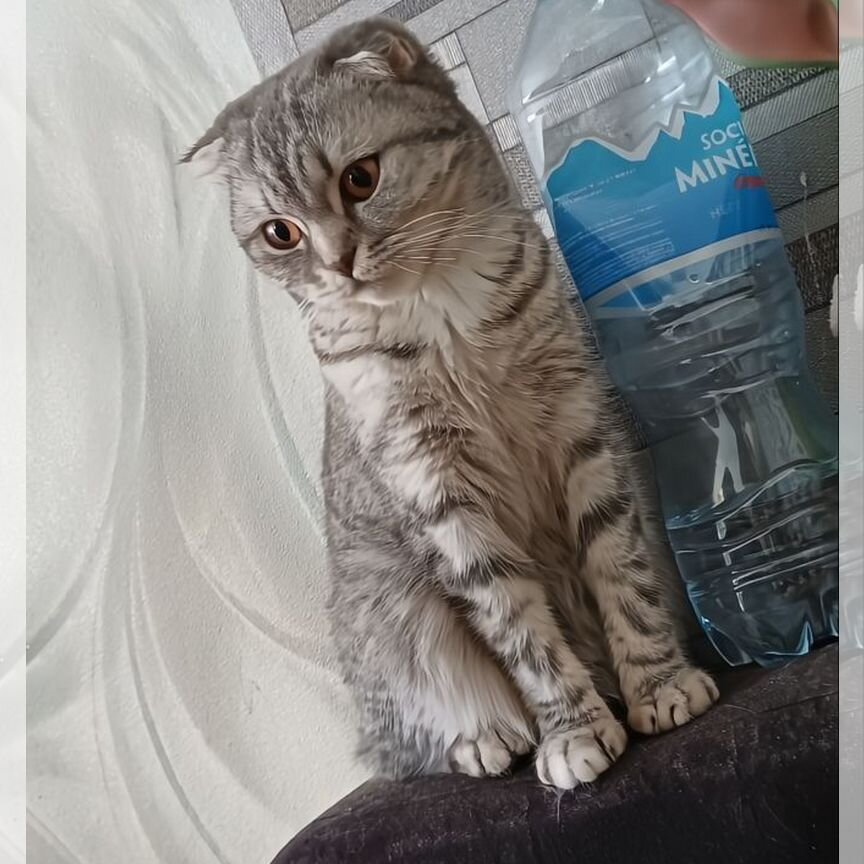 Шотландская вислоухая короткошёрстная кошка, взрослая