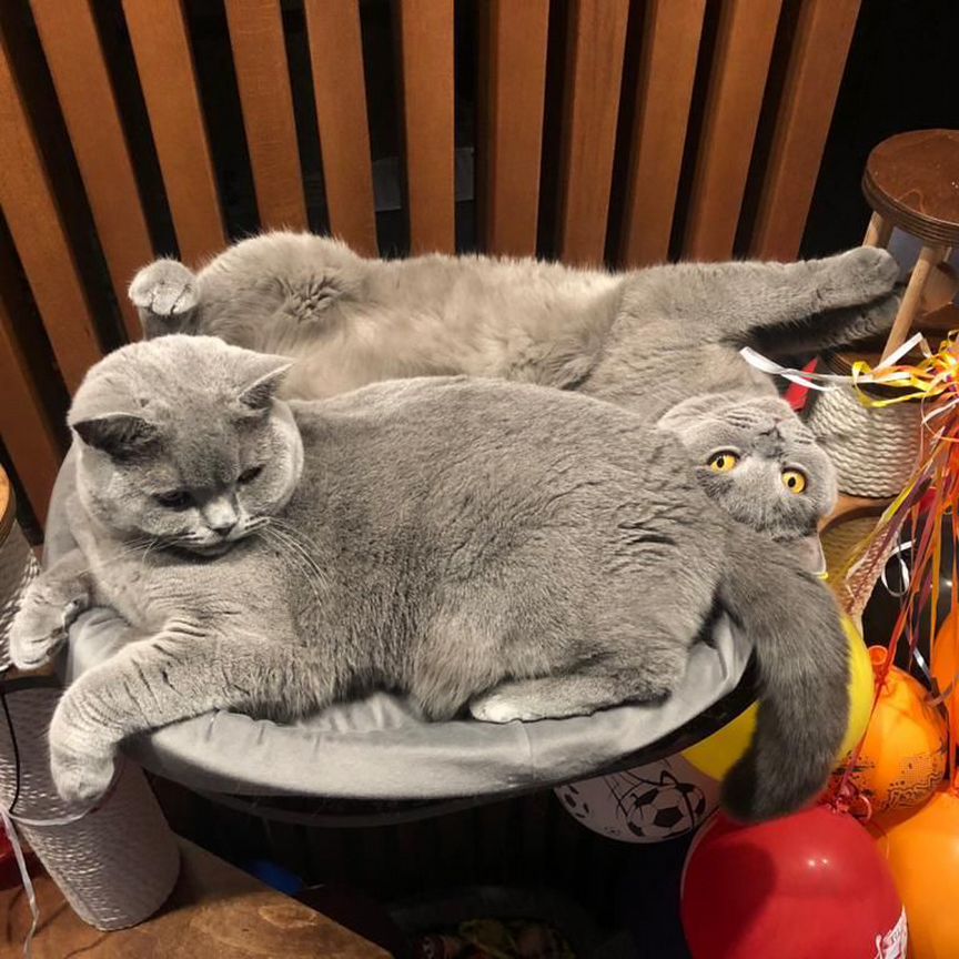 Кошки в добрые руки