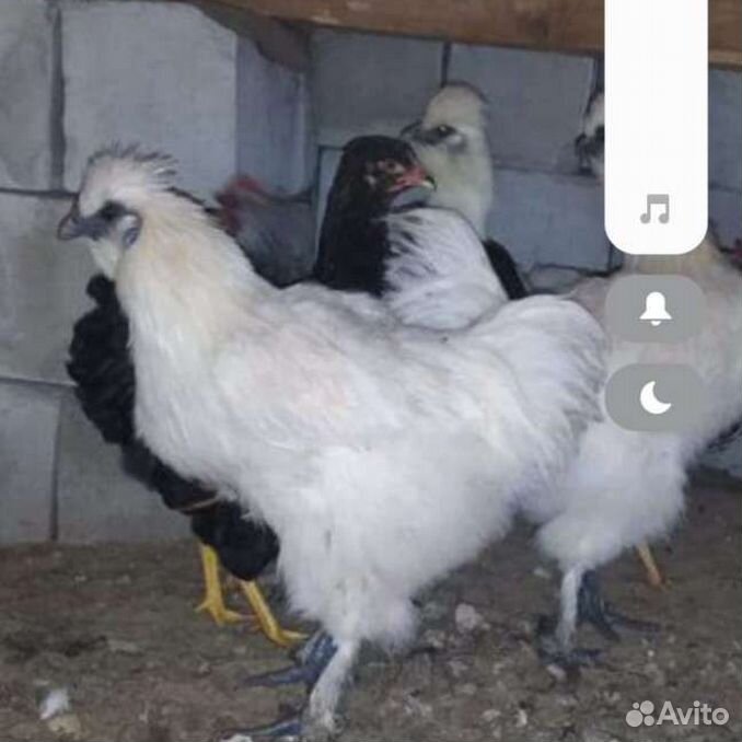 Китайские шелковистые куры