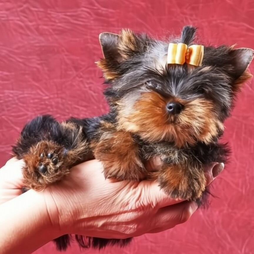 Йоркширский терьер, щенок