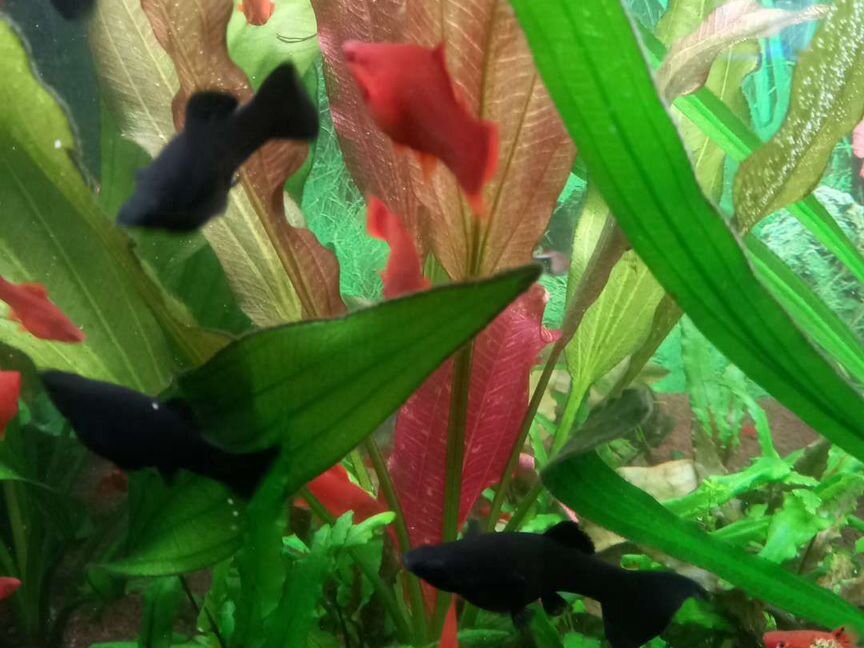 Меченосцы рубин